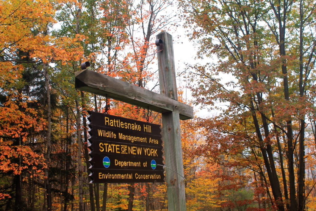 Rattlesnake Hill NYSDEC Wildlife Management Area | Swain, NY 14884