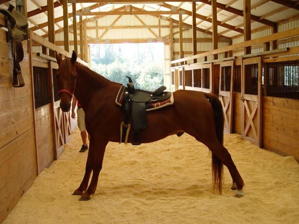 Inlet Point Plantation Stables