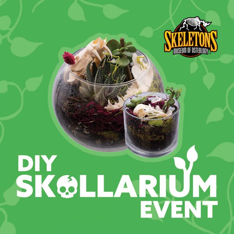DIY Skullarium (Skull Terrarium) | Oklahoma City, OK