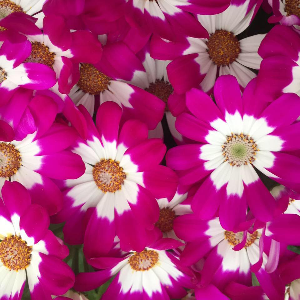 Trochta's Flowers & Garden Center | Oklahoma City, OK