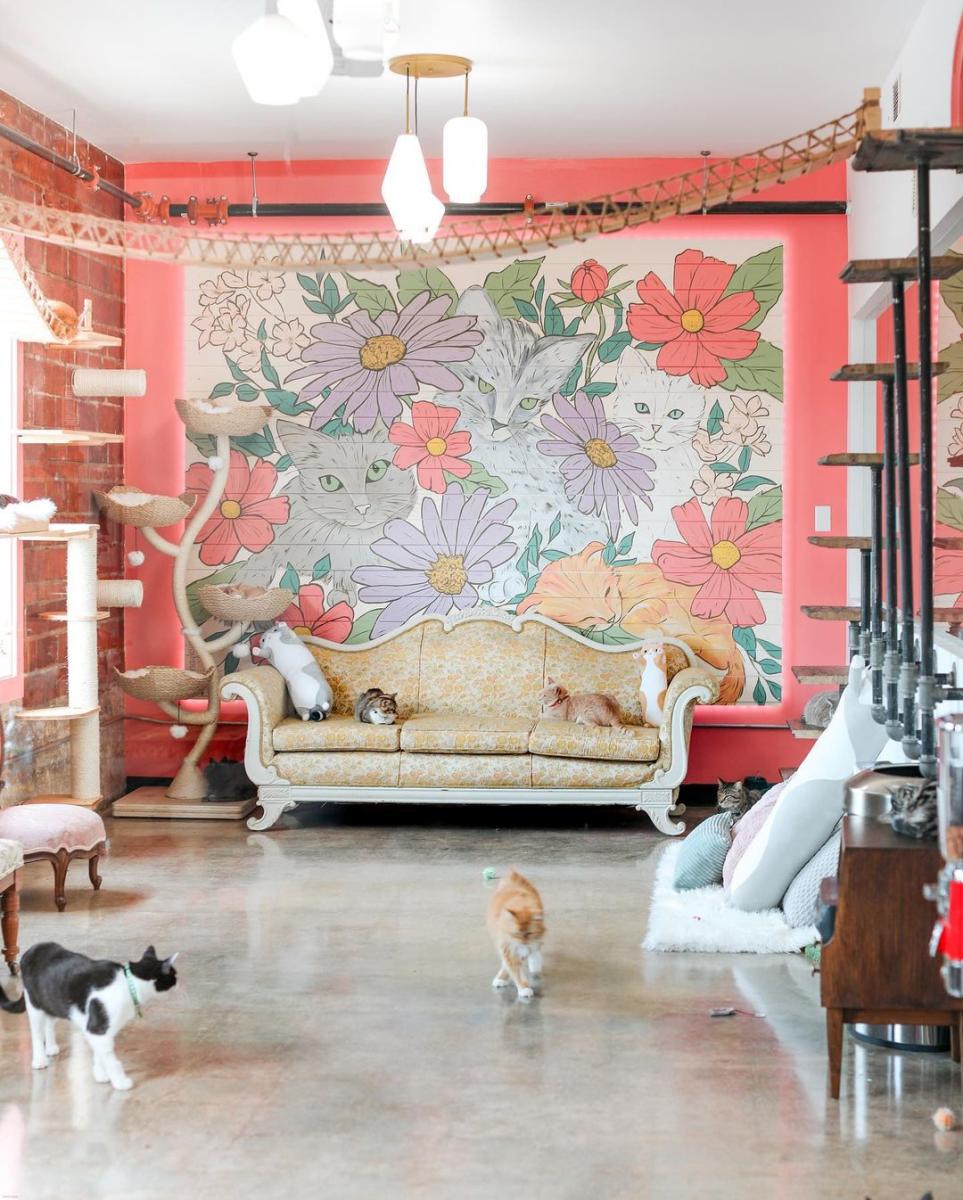 don't stress meowt - Cat Cafe | Oklahoma City, OK