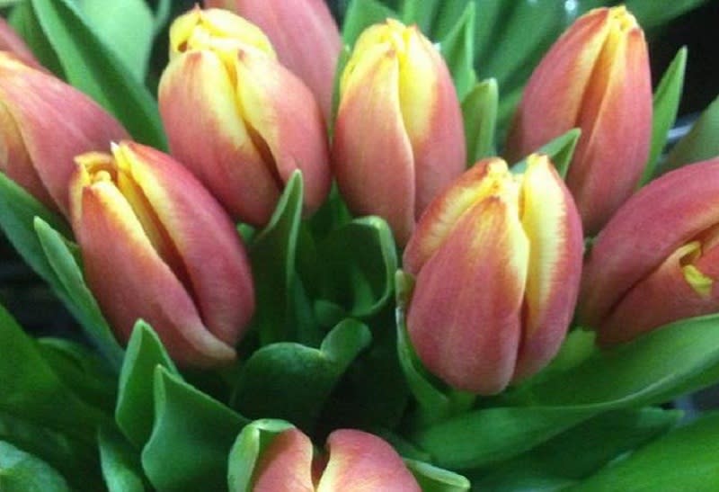 Flowerama on Pacific