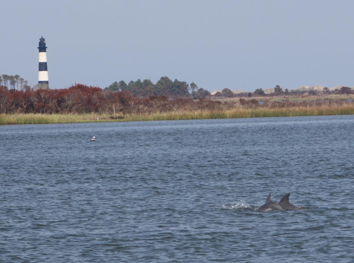 Outer Banks Center for Dolphin Research