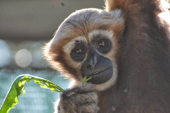 Gibbon Conservation Center
