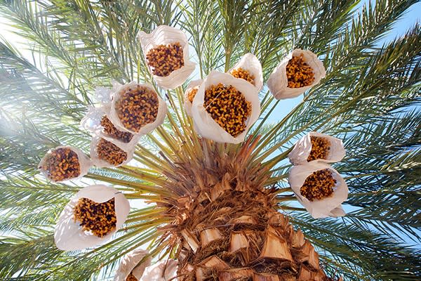 China Ranch Date Farm