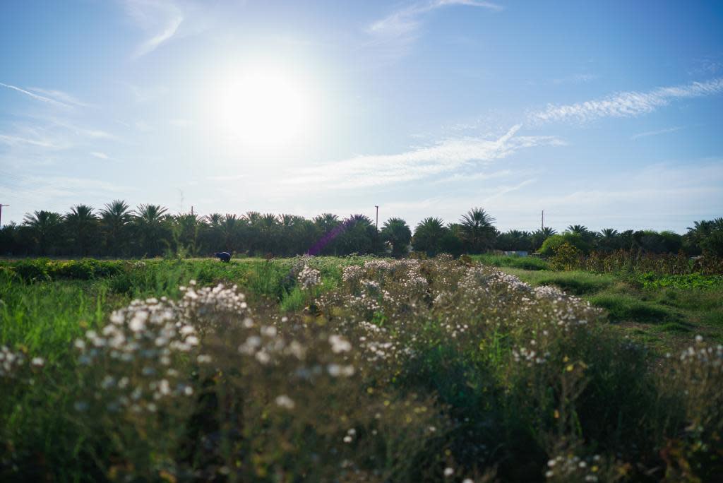 The Packhouse at Aziz Farms
