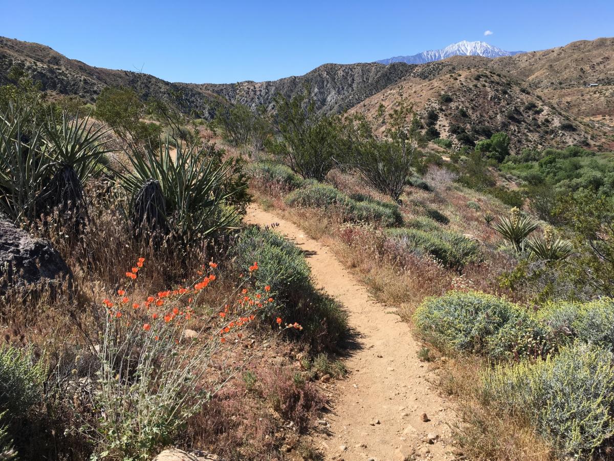 Big Morongo Canyon Yucca Ridge Loop