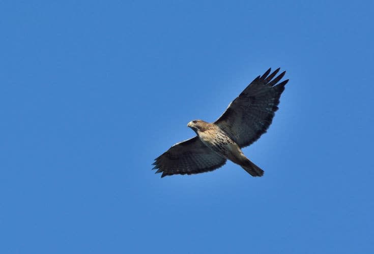 Hawk Mountain Sanctuary