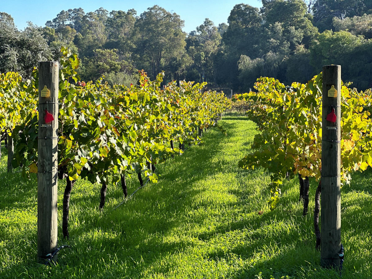 Lion Mill Vineyards | Food & Drink | Mount Helena | Destination Perth