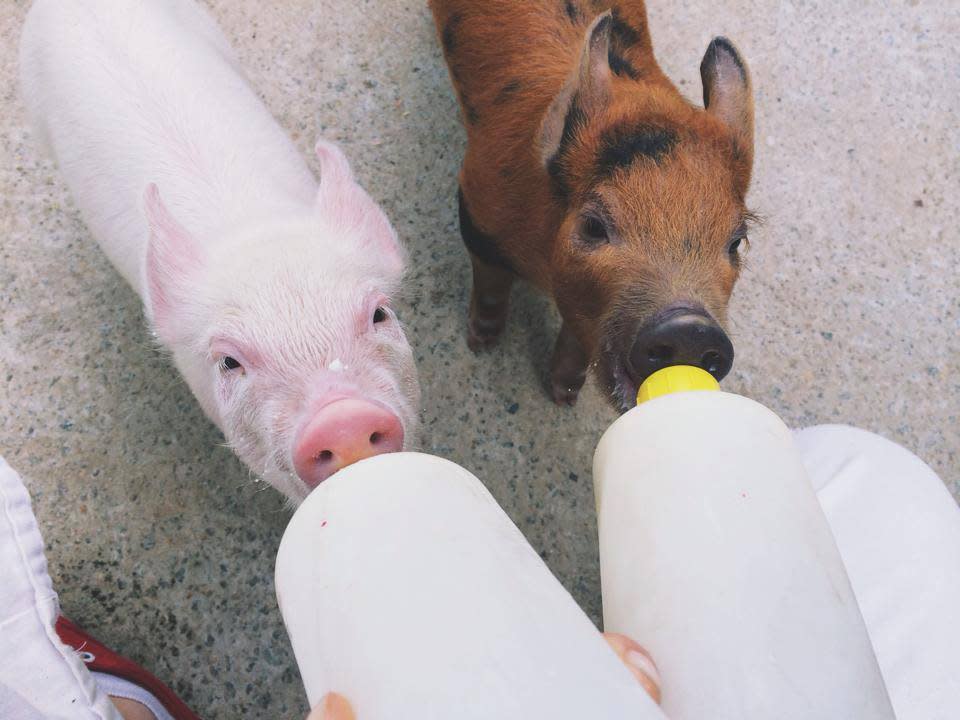 Swan Valley Cuddly Animal Farm