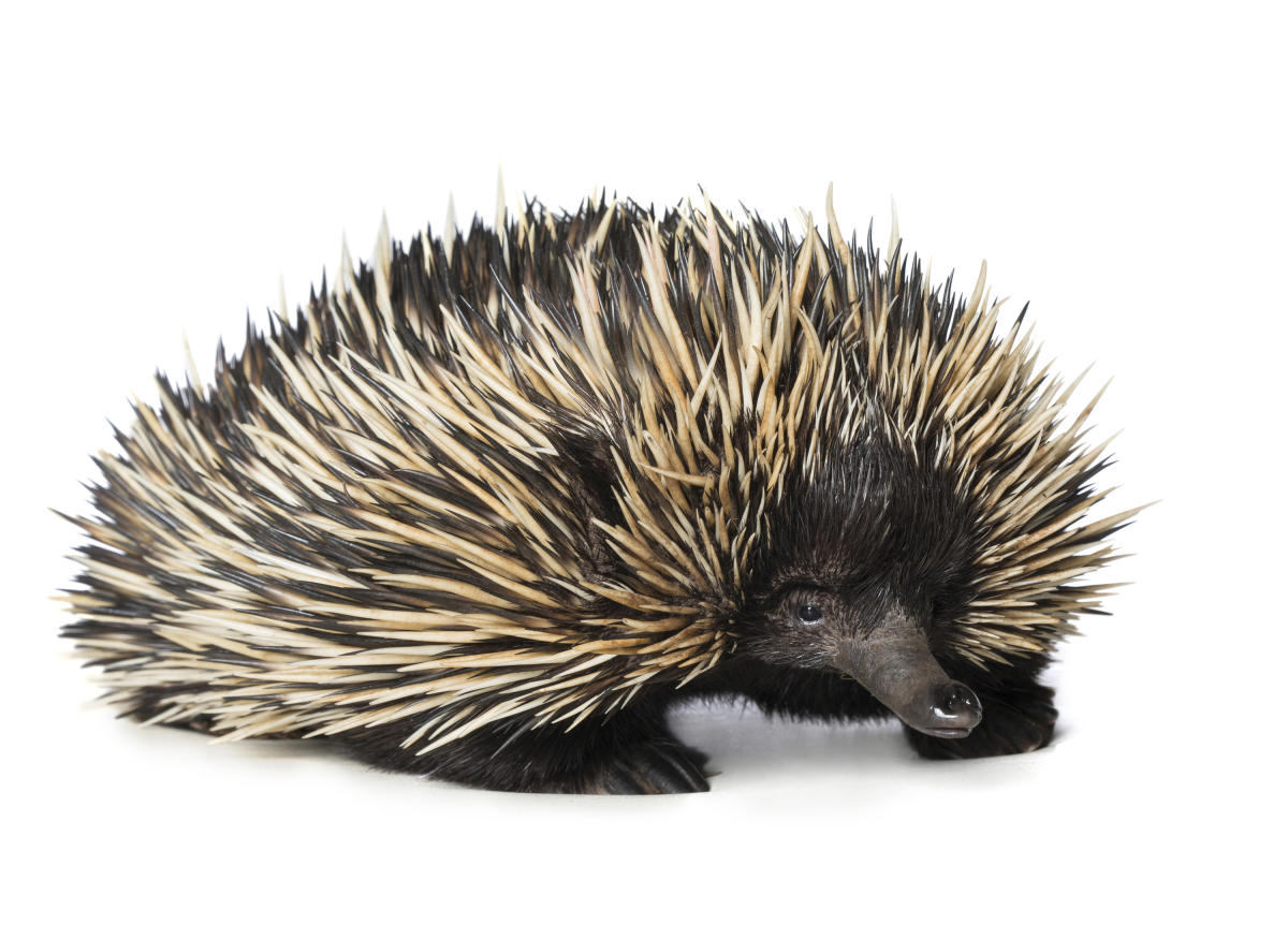 Kanyana Wildlife Rehabilitation Centre