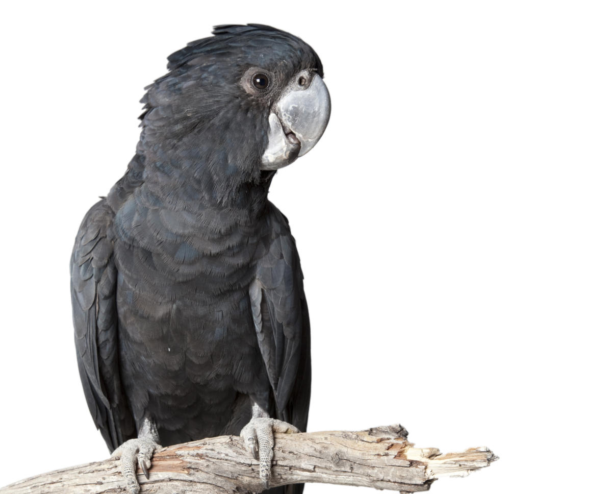 Kanyana Wildlife Rehabilitation Centre