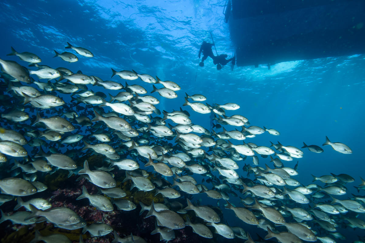 Blue Destiny Boat Charters