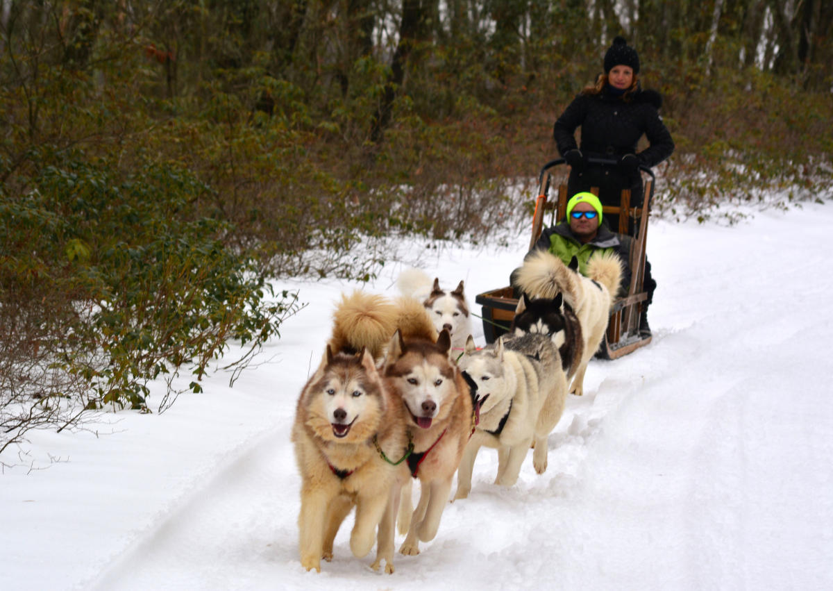 Arctic Paws Dog Sled Tours | Shawnee on the Delaware, PA 18356