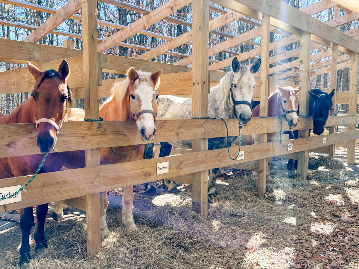 Jim Thorpe Horse Adventures | Jim Thorpe, PA 18229