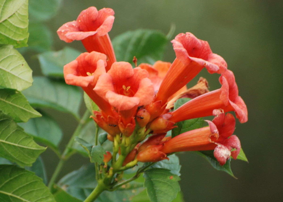 Plant Sale | Pocono Environmental Education Center | Dingmans Ferry, PA ...