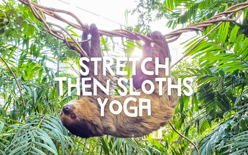 Stretch then Sloths Yoga