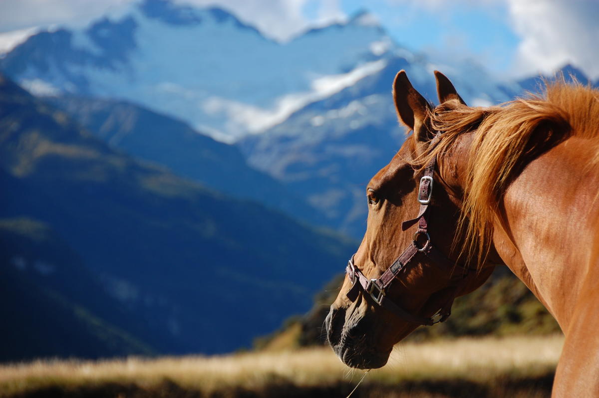 Rees River Trail, Rees River Pro, Full Day rides and Multi day rides ...