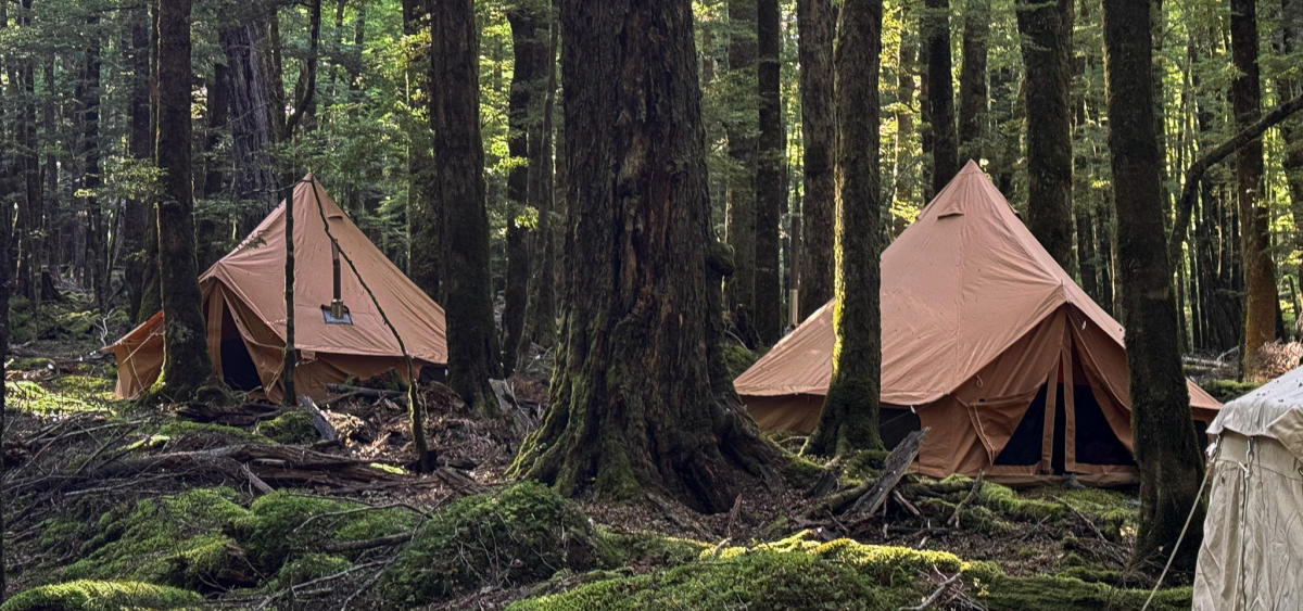 The Waking Forest | A Forest Glamping Experience | The Great Glenorchy ...