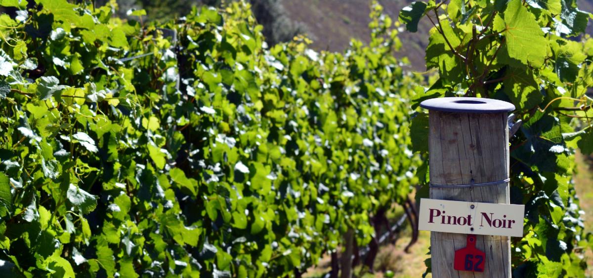 Queenstown Wine & Cardrona Distillery Tour - Full day | Alpine Luxury ...