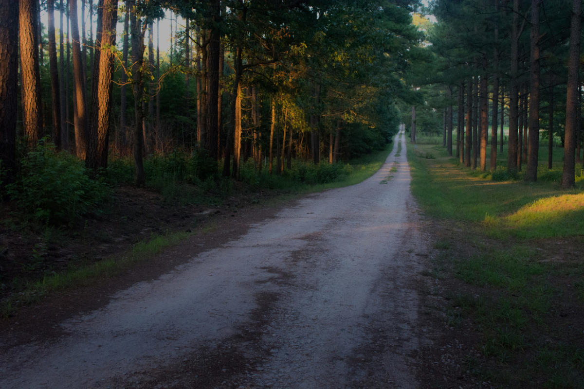 Carl Alwin Schenck Memorial Forest | Raleigh, NC 27607