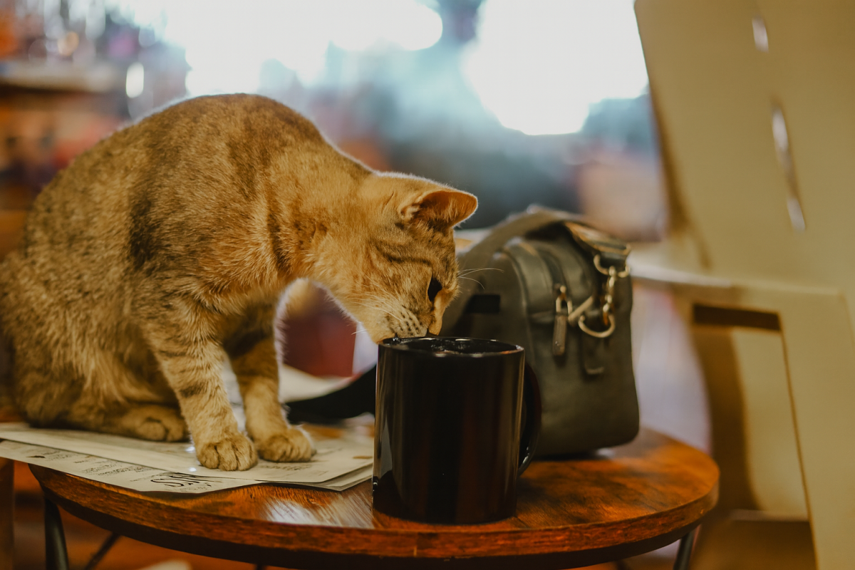 Coffee and the Cats