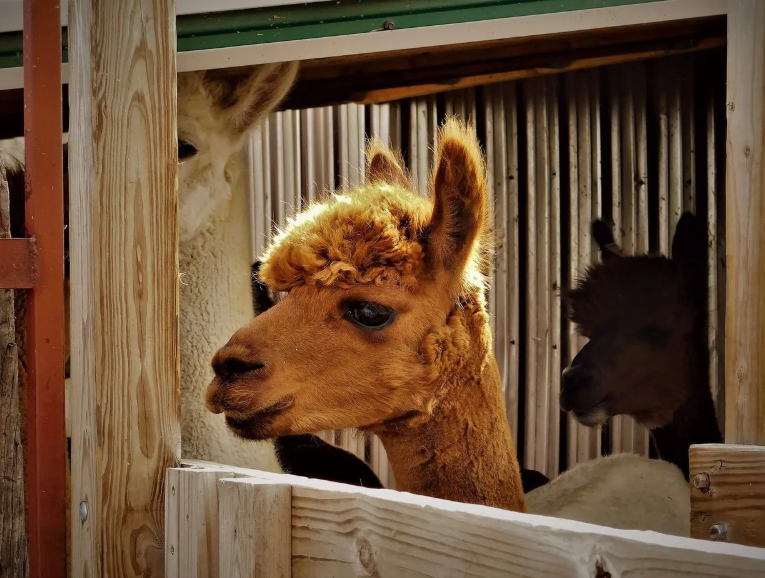 Caputa Alpacas