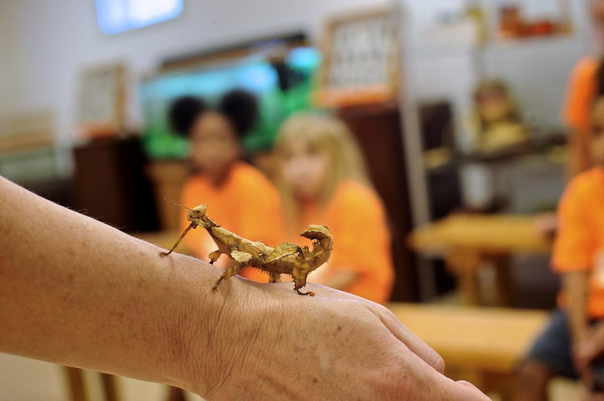 OSU Insect Adventure | Visit Stillwater