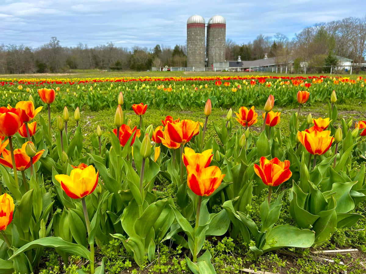 Butterfly Farm | Lincoln, RI 02865