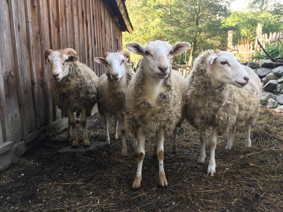 Coggeshall Farm Museum | Bristol, RI 02809