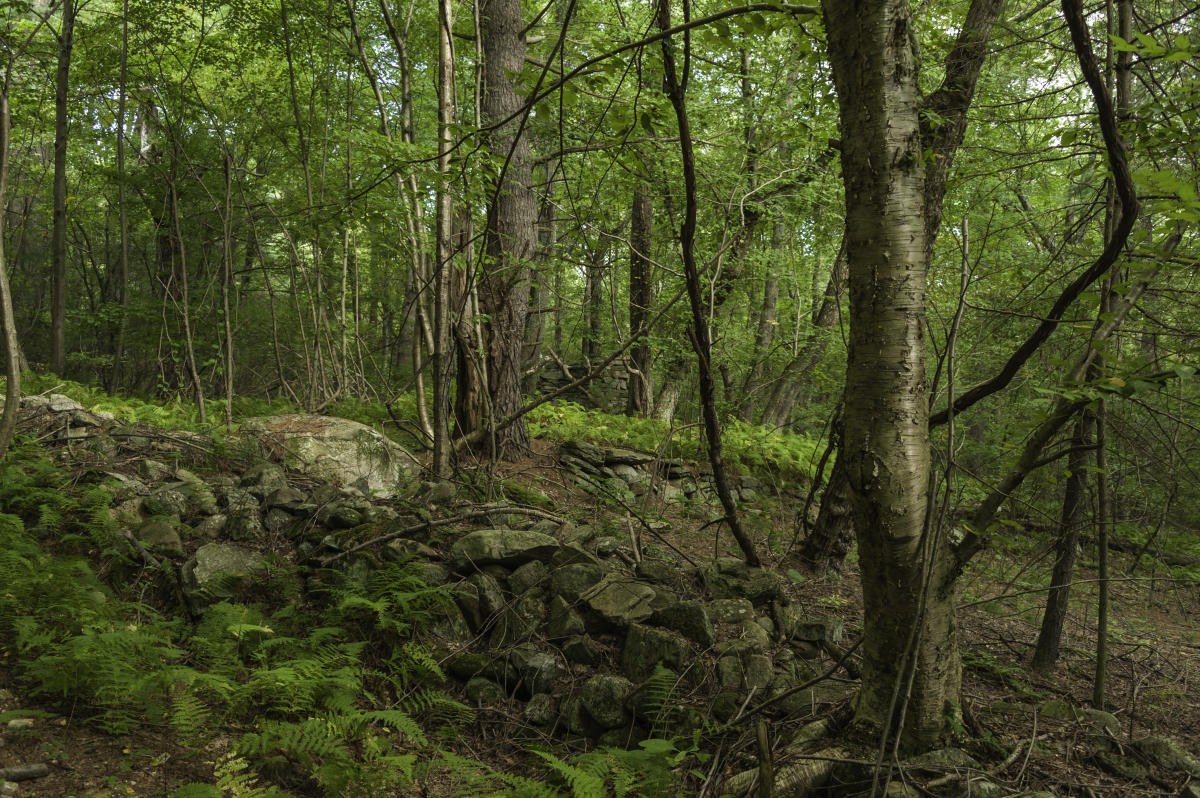 Killingly Pond Management Area | Chepachet, RI 02814