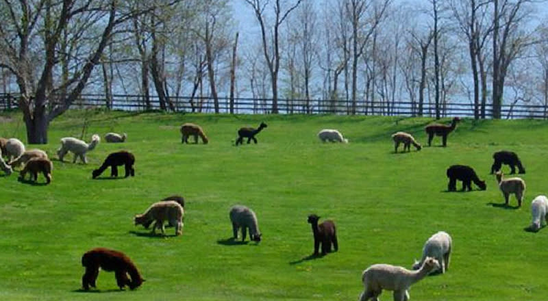 Preserve Glen Ridge Alpaca Farm | Portsmouth, RI 02871