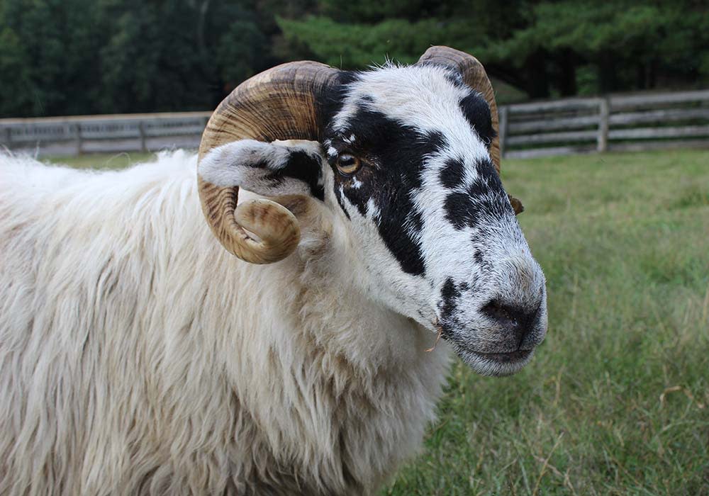 Maymont Children's Farm