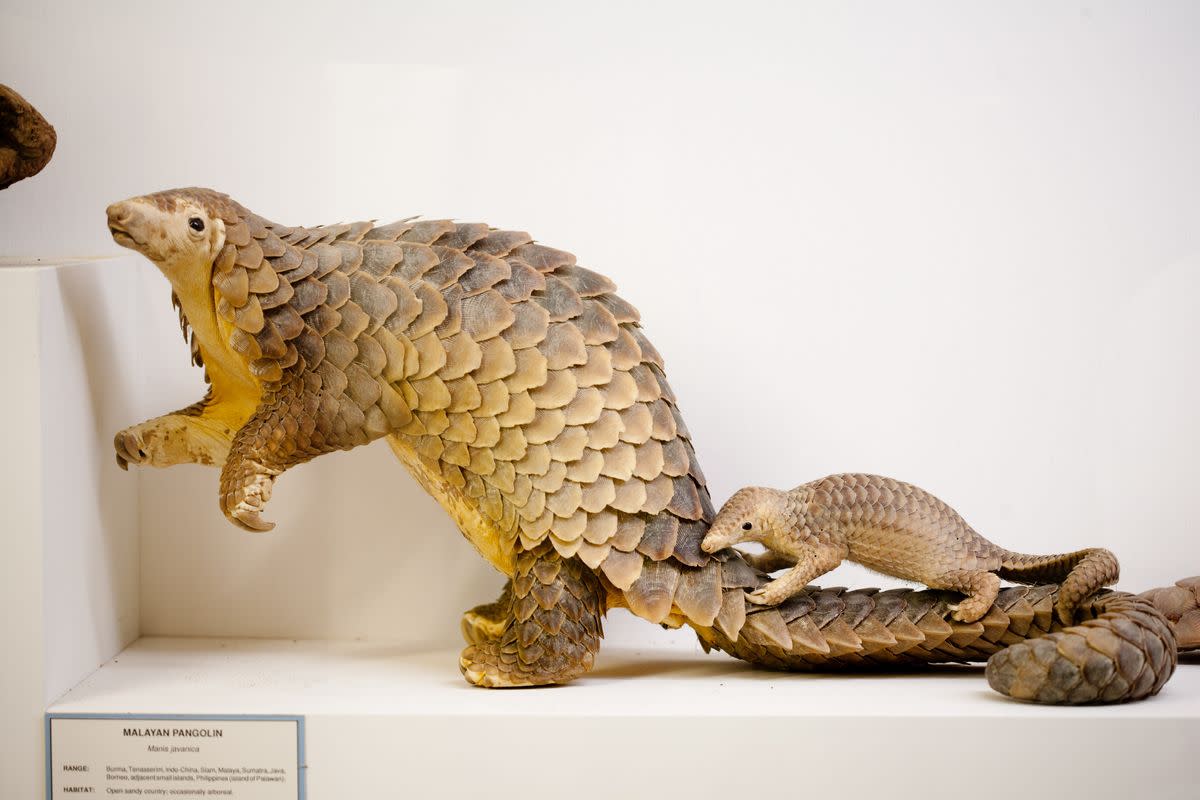 World Museum of Natural History at La Sierra University