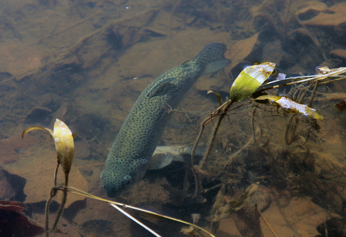 Fairy Stone State Park - Fishing | Stuart, VA 24171