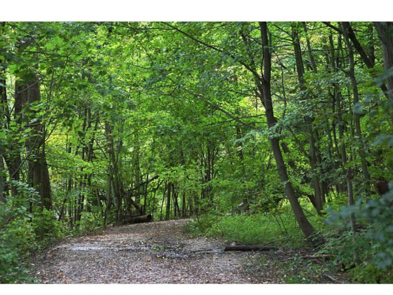 Read Mountain Trail | Bonsack, VA 24019