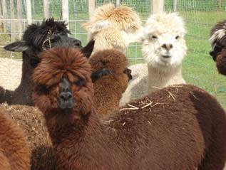 Alpacas of Smith Mountain Lake Farm | Hardy, VA 24101
