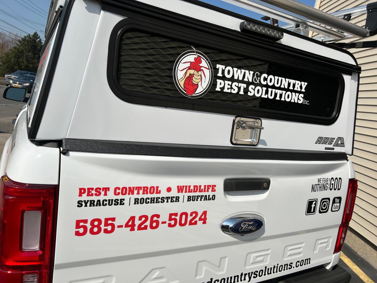 Town and Country Pest Solutions