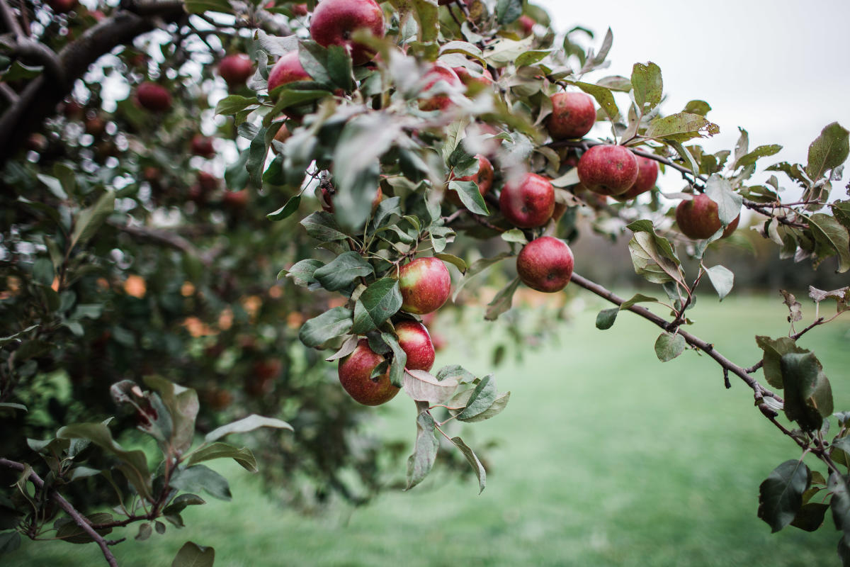ApplesRus Orchard & Distillery | Rochester, MN 55906