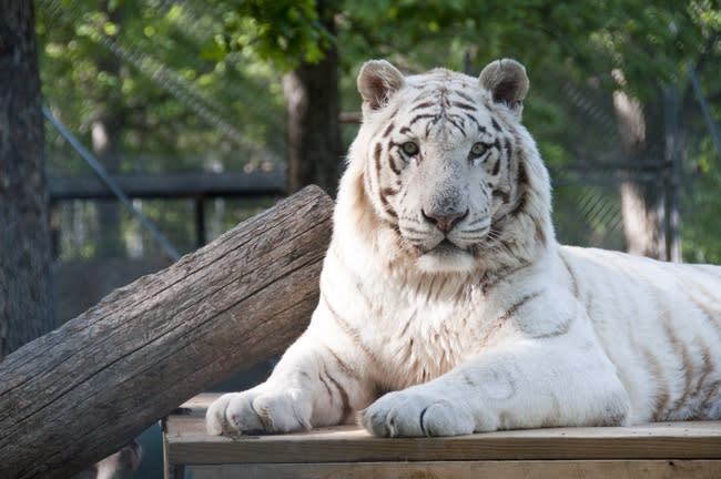 Tiger World Endangered Wildlife Preserve