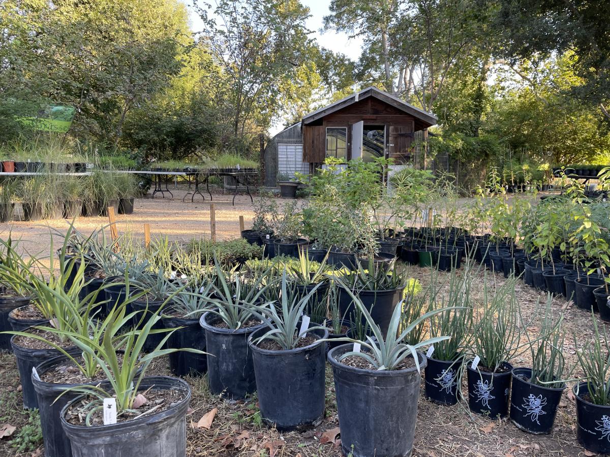 Fall Native Plant Sale & Monarch Festival | San Marcos, TX