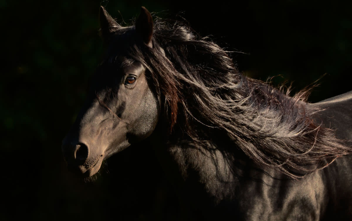 EQUUS