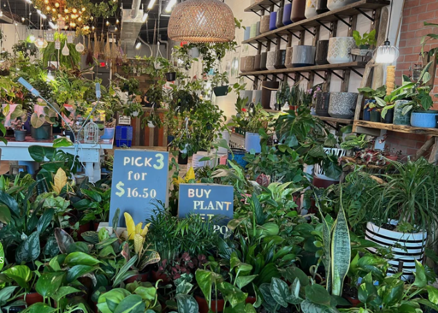 UPshining Houseplant Shop