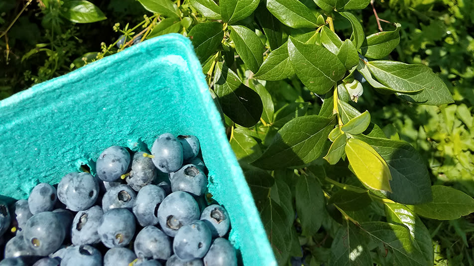 Blue Ridge Berry Farm