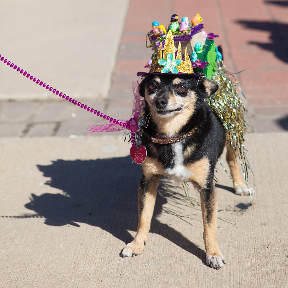 Krewe of Barkus & Meoux Pet Parade