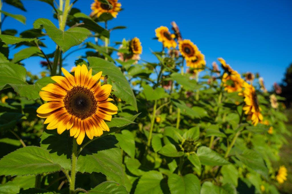 Saige Acres Flower Farm