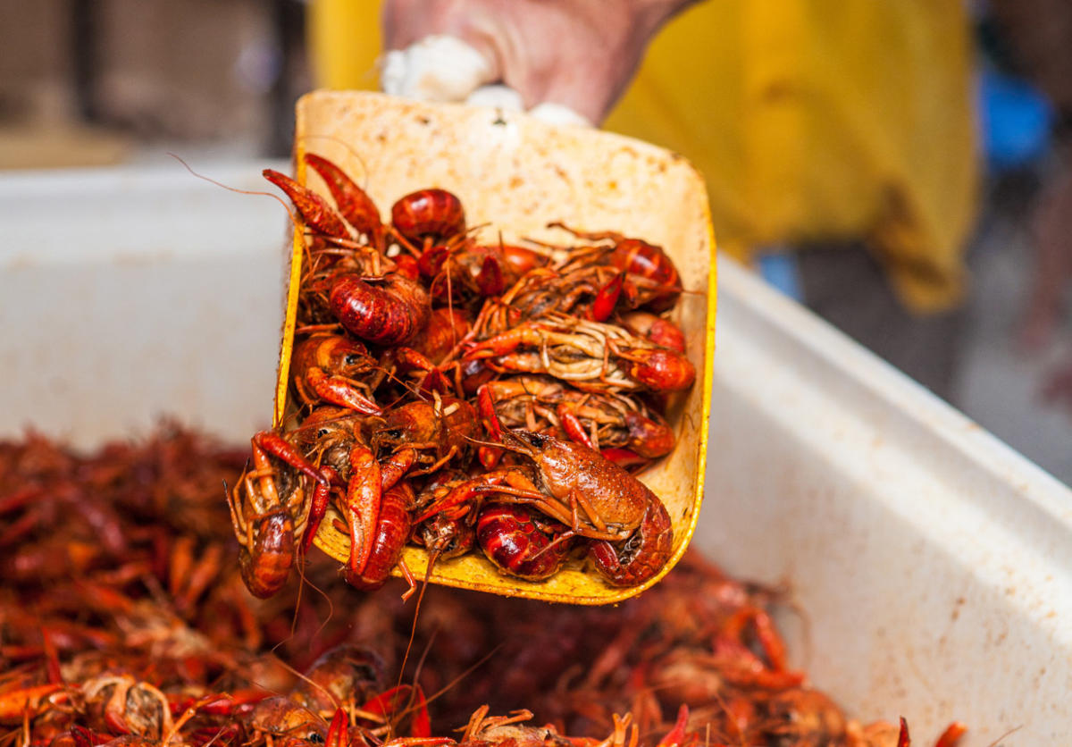 Mudbug Madness Festival | Shreveport, LA 71101