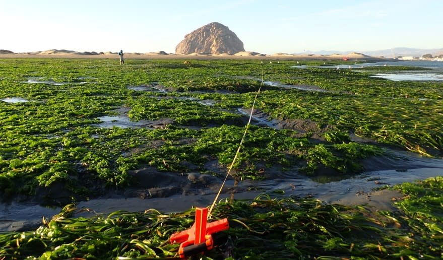 Morro Bay National Estuary Program | Visit SLO CAL