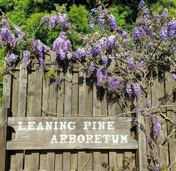 Leaning Pine Arboretum