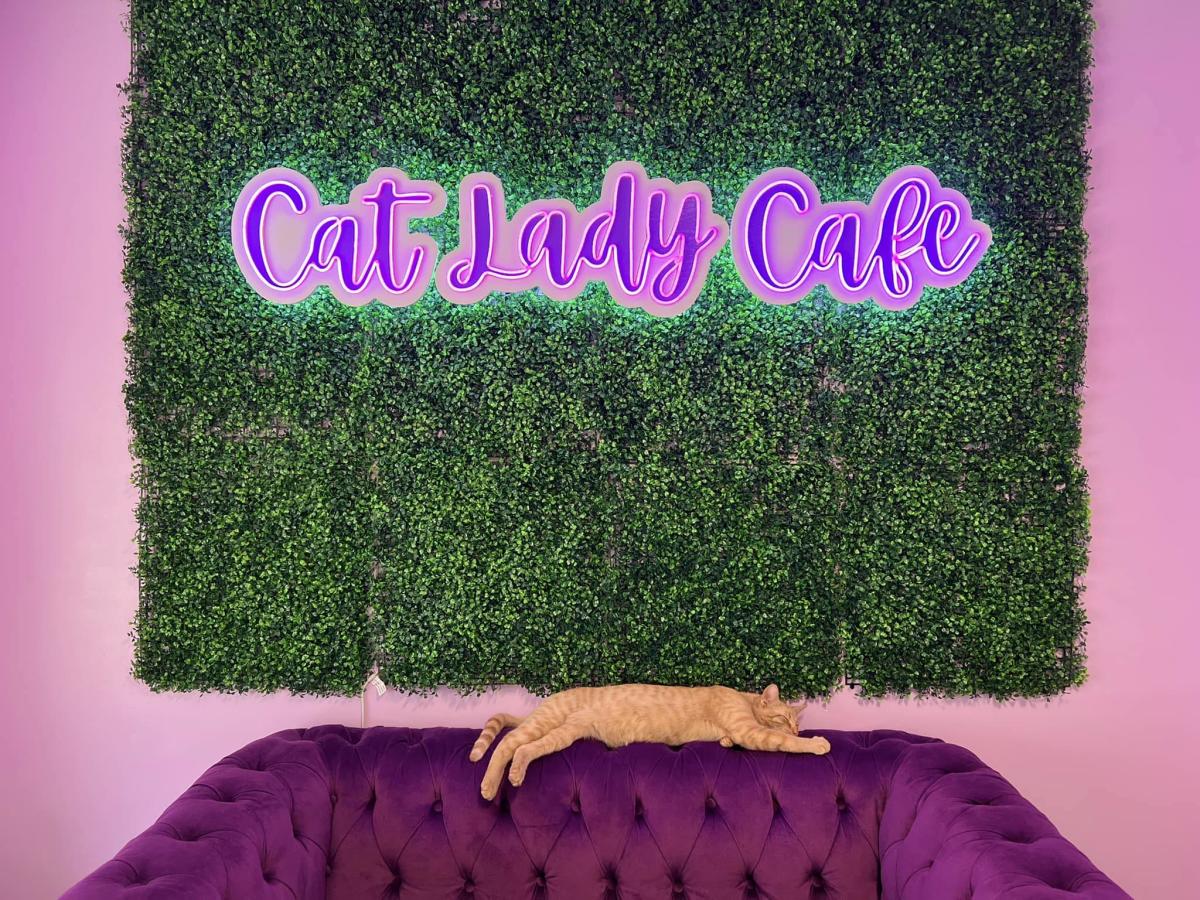 The Cat Lady Cafe | South Bend, IN 46617